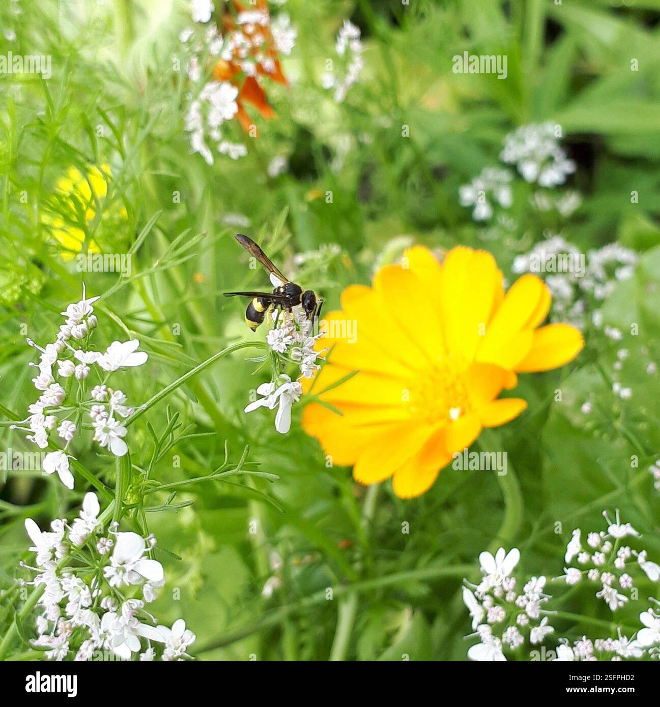 European tube wasp (Ancistrocerus gazella), Insecta, Fairfield, Lower ...