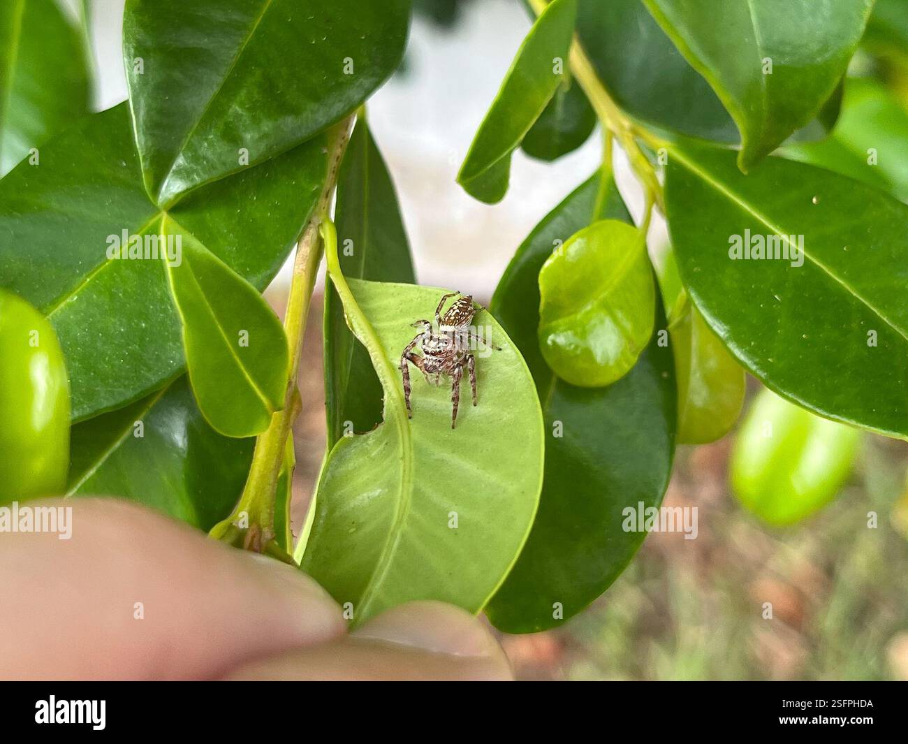 Massive Garden Jumping Spider (Opisthoncus quadratarius), Arachnida ...