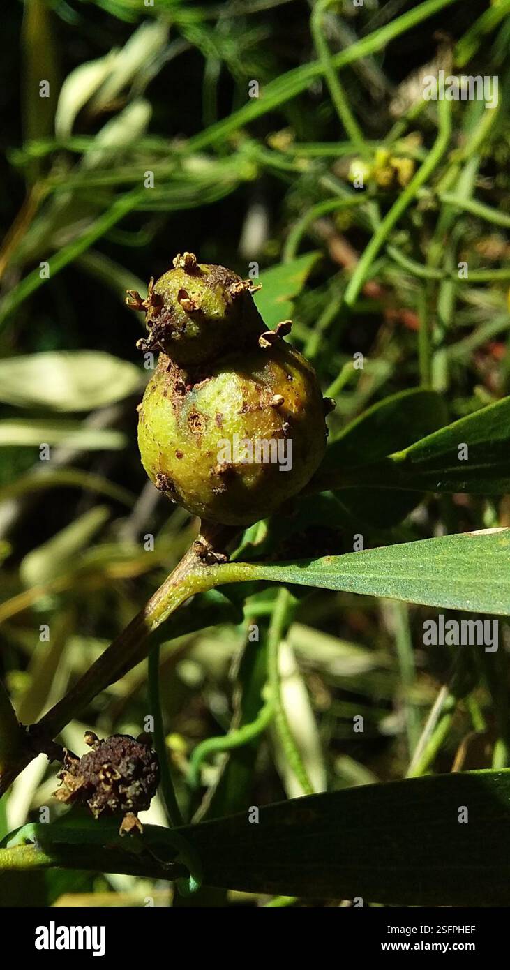 Longleaf Wattle Gall Wasp (Trichilogaster acaciaelongifoliae), Insecta ...