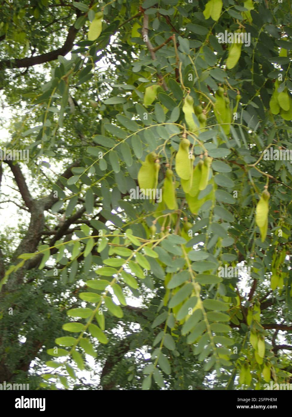 Pride of Bolivia (Tipuana tipu), Plantae, Reserva Ecológica de Buenos ...