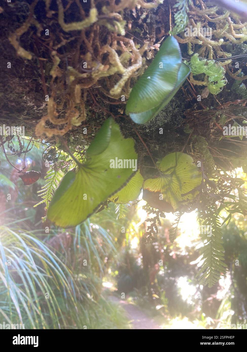 kidney fern (Hymenophyllum nephrophyllum), Plantae, Conservation Area ...