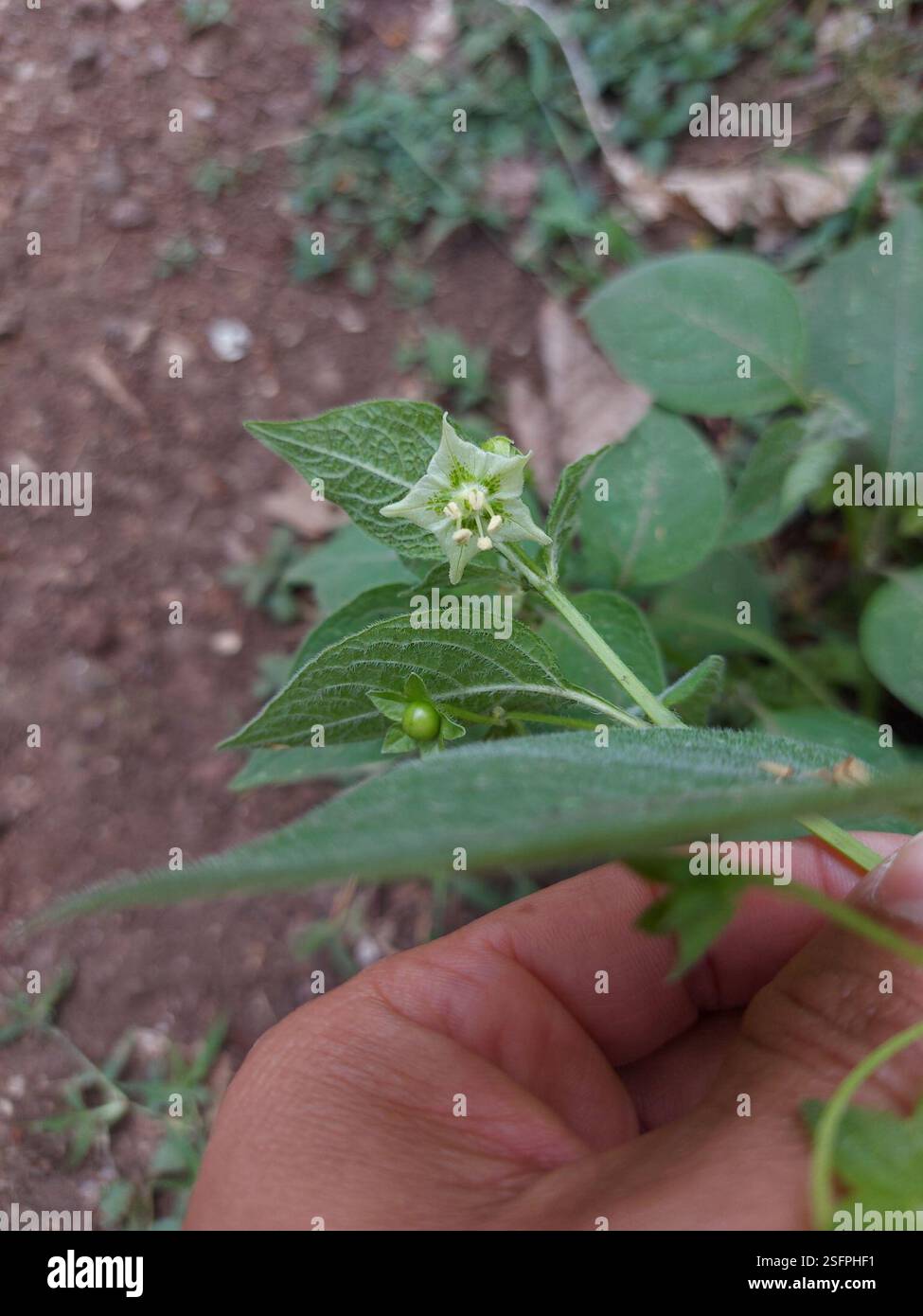 creeping false-holly (Jaltomata procumbens), Plantae, La Pitaya, 91612 ...