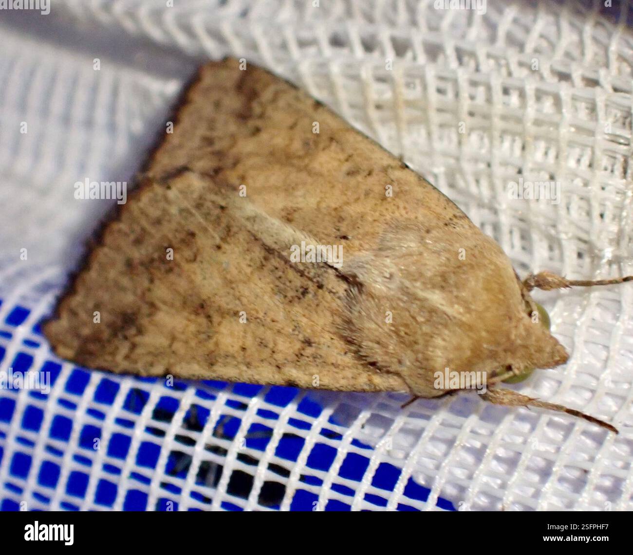 Cotton Bollworm Moth (Helicoverpa armigera), Insecta, Santo Antão, Cape ...