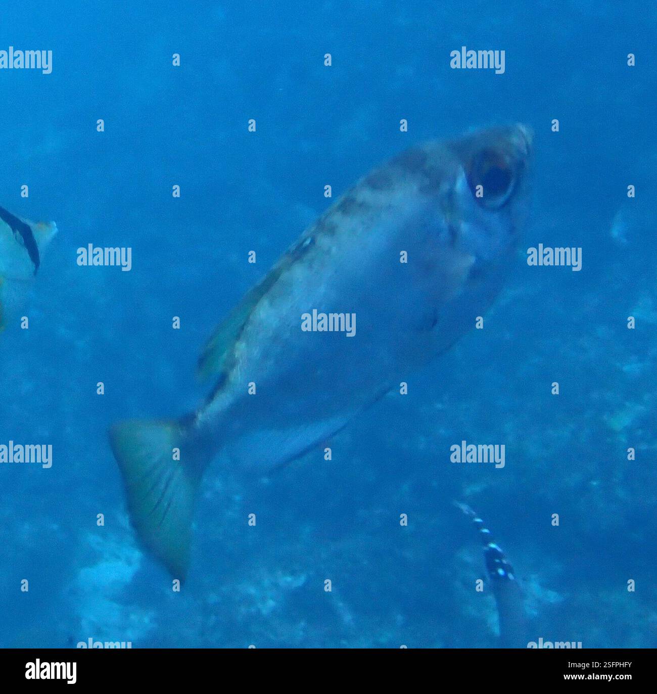 Bigeyes (Priacanthidae), Actinopterygii, Baía Entre Picos, Cape Verde ...