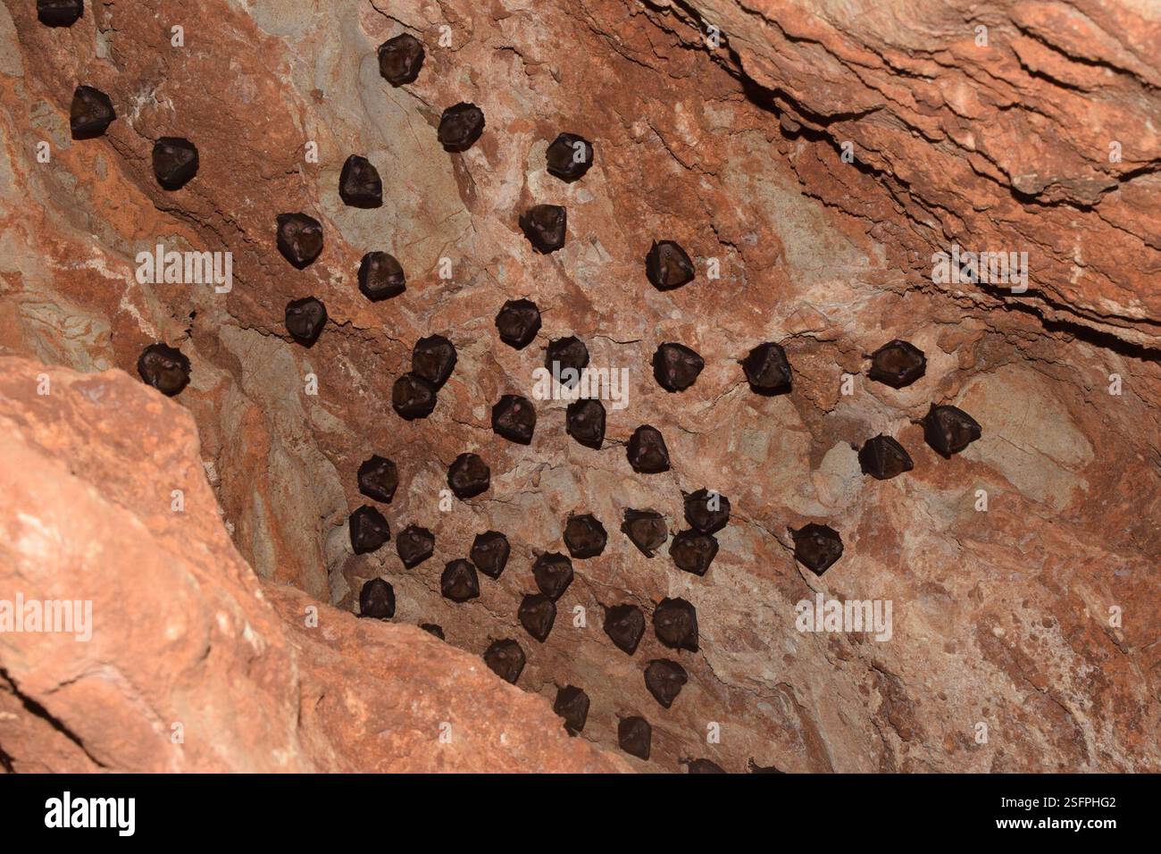 Horseshoe Bats (Rhinolophus), Mammalia, 中国浙江省杭州市西湖区 Stock Photo - Alamy