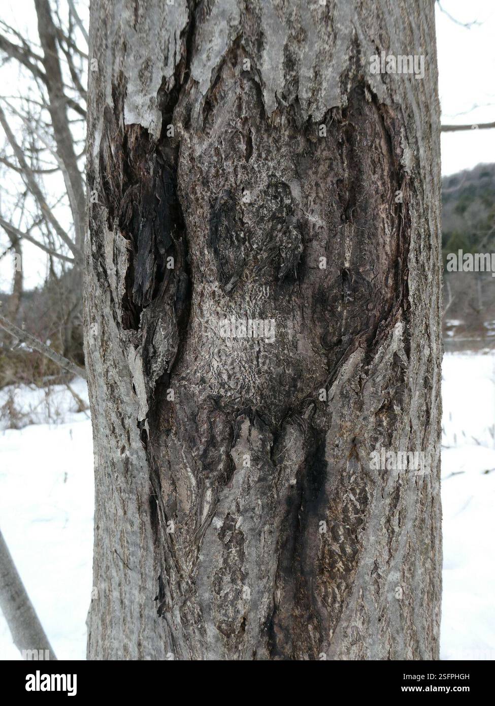butternut canker (Ophiognomonia clavigignenti-juglandacearum), Fungi ...