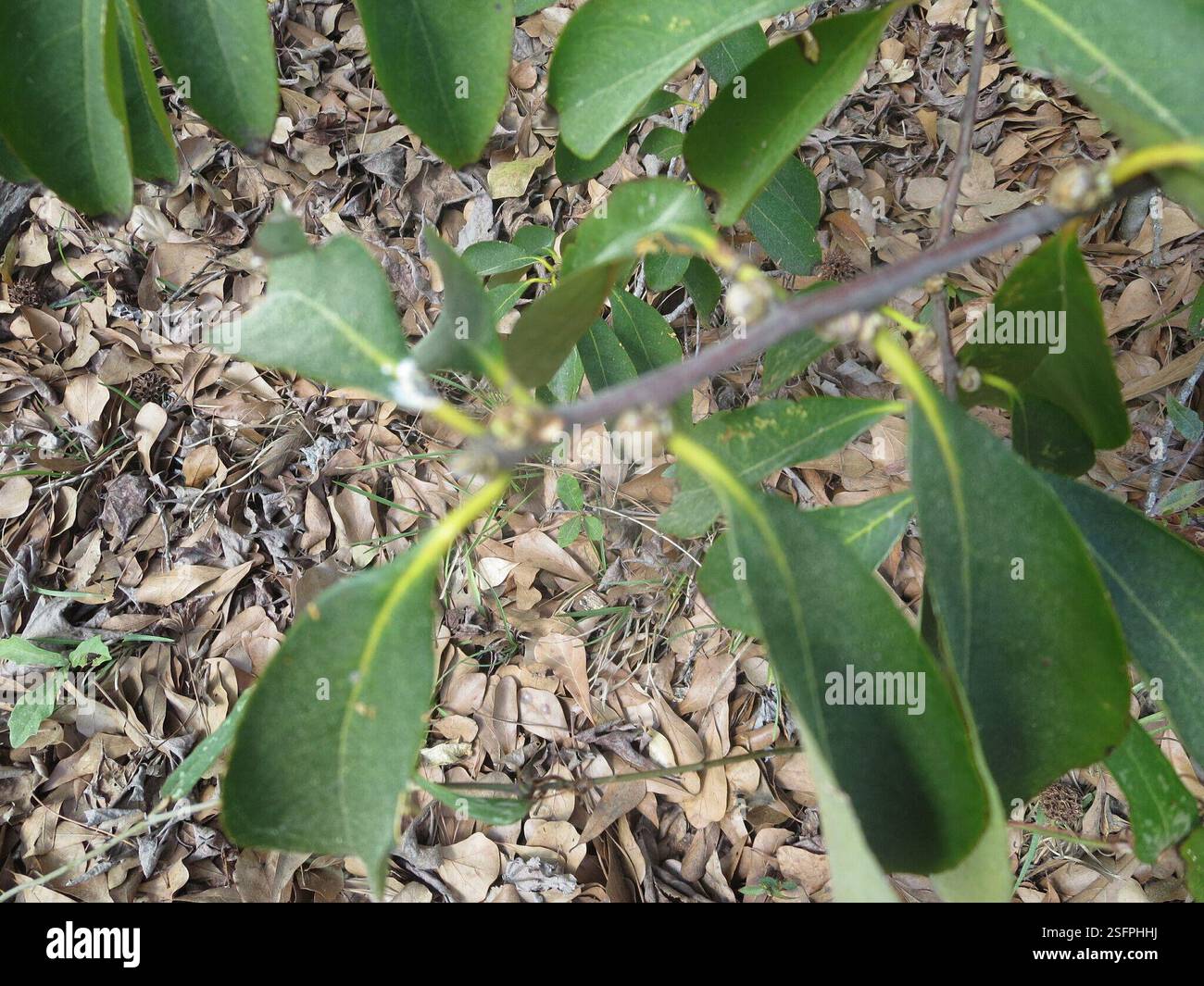Sweetleaf (Symplocos tinctoria), Plantae, Windsor Forest, Savannah, GA ...