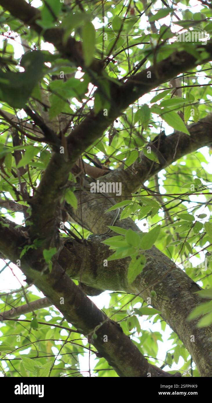 Painted Bronzeback (Dendrelaphis pictus), Reptilia, Prembun Stock Photo ...