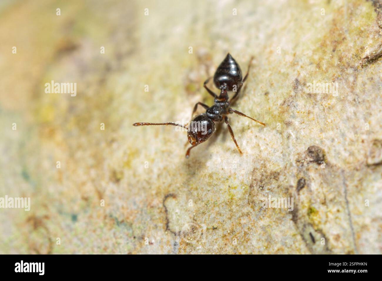 Hairy-headed Acrobat Ant (Crematogaster pilosa), Insecta, Chimney Lakes ...