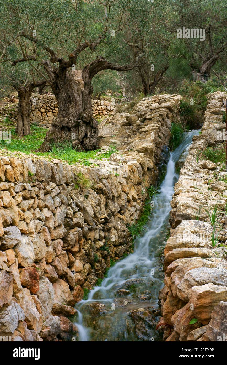 Traditional irrigation and water collection ditch, Olive grove in Son ...