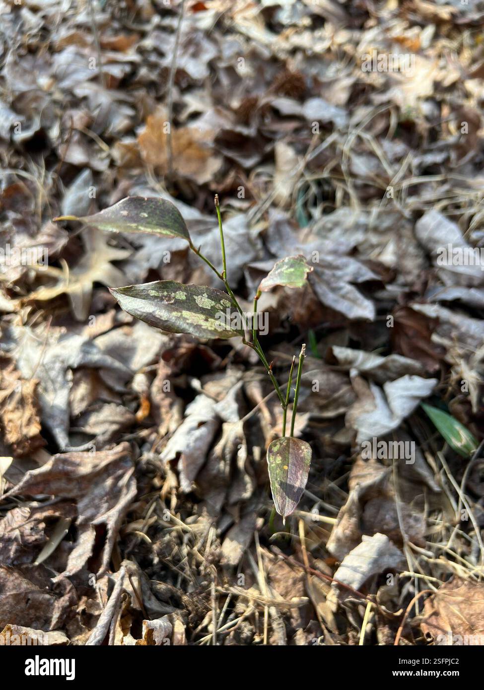 sawbrier (Smilax glauca), Plantae, Awls Haven Dr, Raleigh, NC, US Stock ...