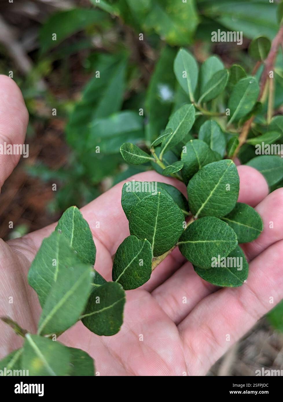 coastal plain staggerbush (Lyonia fruticosa), Plantae, Adventura Acres ...