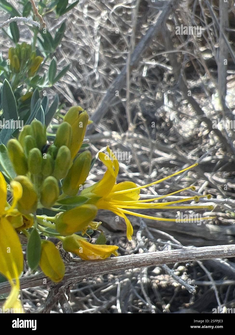 Bladderpod (Cleomella arborea), Plantae, Anza-Borrego Desert State Park ...