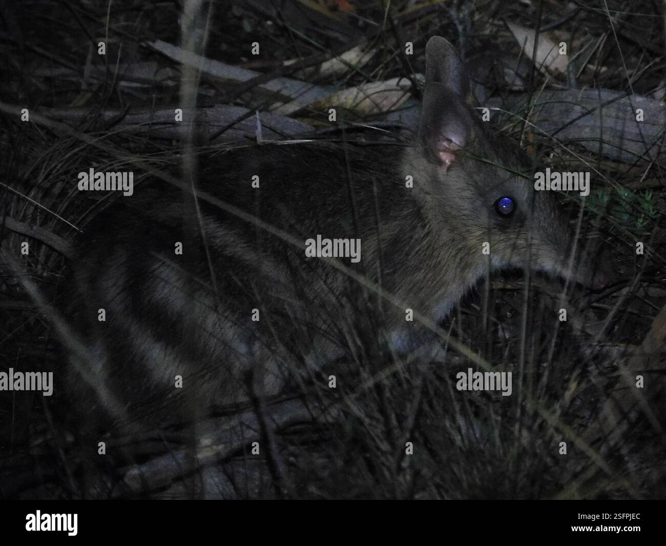 Eastern Barred Bandicoot (Perameles gunnii), Mammalia, Hobart TAS ...