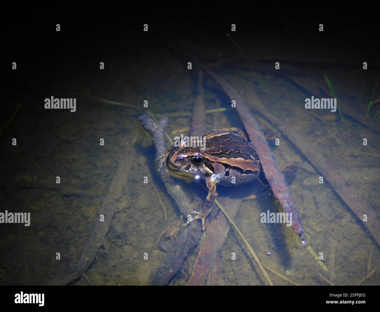 Common Eastern Froglet (Crinia signifera), Amphibia, Hobart TAS ...
