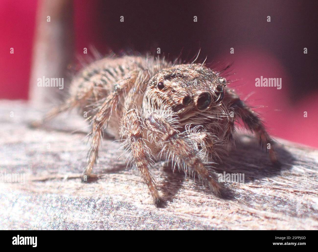 Jumping Spiders (Salticidae), Arachnida, São Vicente, Cape Verde, CV ...