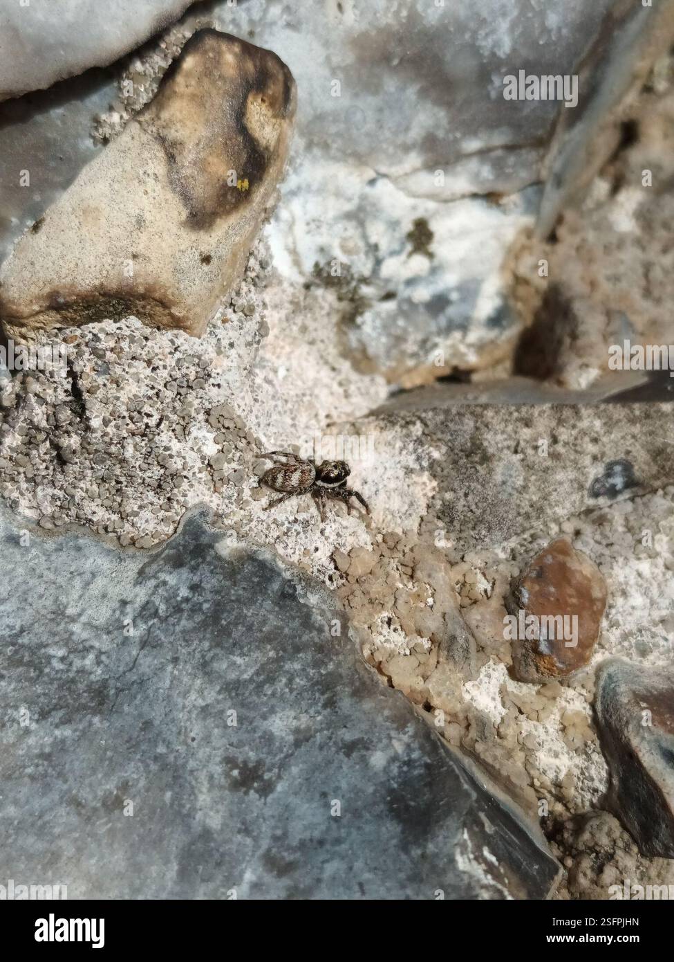 Zebra Jumping Spider (Salticus scenicus), Arachnida, Norfolk, UK, On a ...