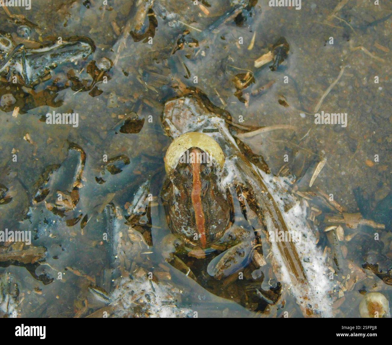 Hensel's Swamp Frog (Pseudopaludicola falcipes), Amphibia, Franquia ...