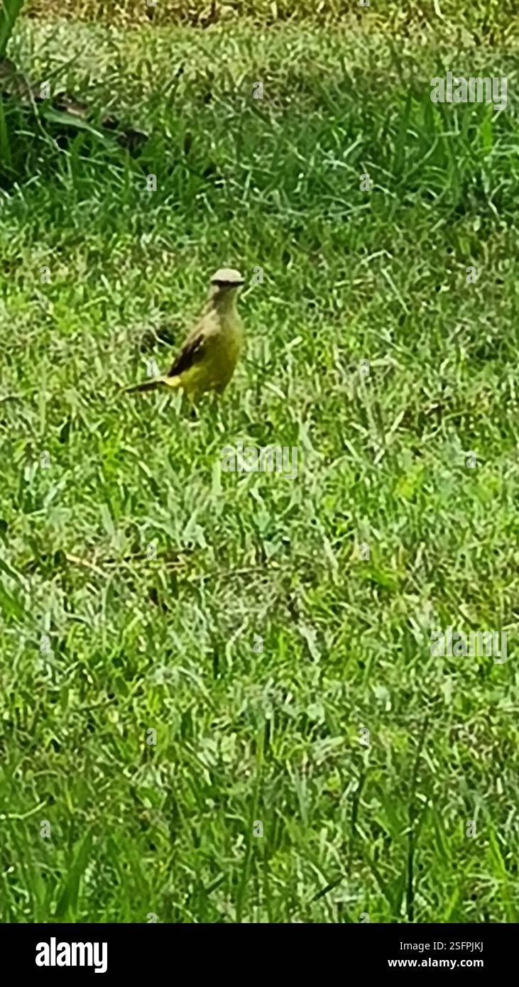 Cattle Tyrant (Machetornis rixosa), Aves, Butanta, São Paulo - SP ...