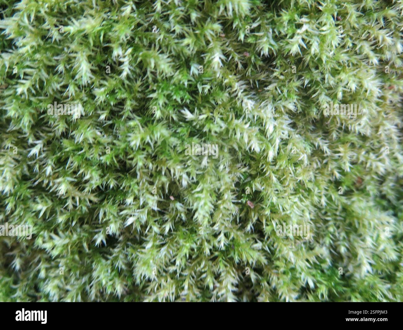 mosses (Bryophyta), Plantae, Windsor Forest, Savannah, GA, USA Stock ...