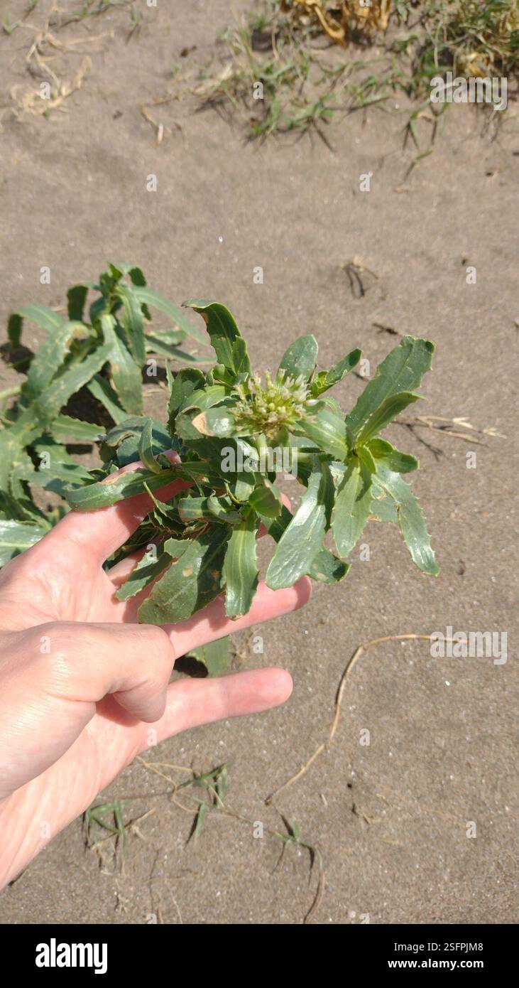 (Calycera crassifolia), Plantae, Pehuen-co, Provincia de Buenos Aires ...