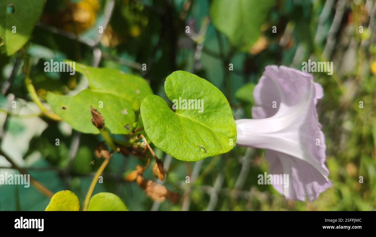 whiteflower beach morning-glory (Ipomoea littoralis), Plantae, W554+XQ9, Palikir, Pohnpei ...