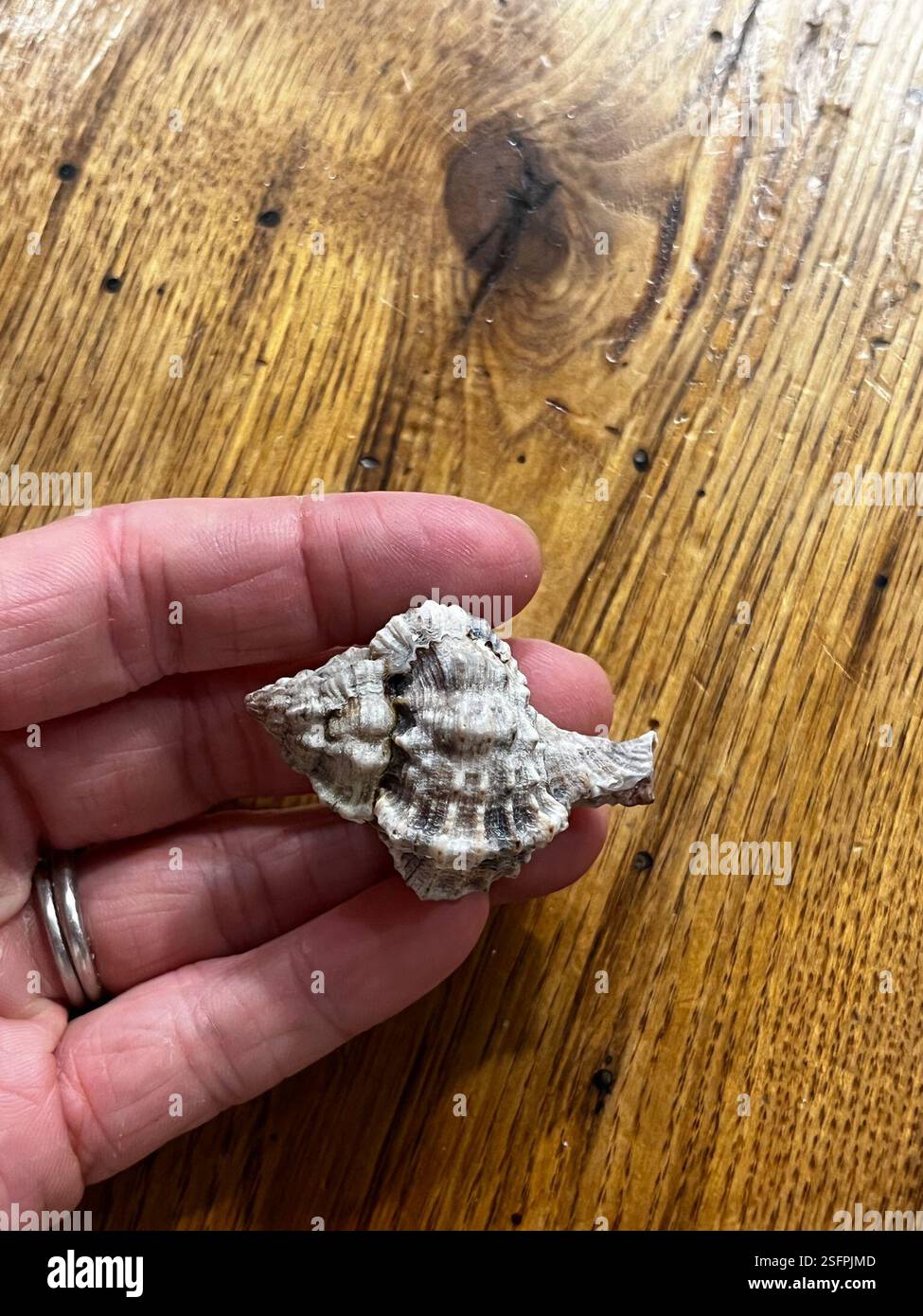 Apple Murex (Phyllonotus pomum), Mollusca, Little Hickory Island ...