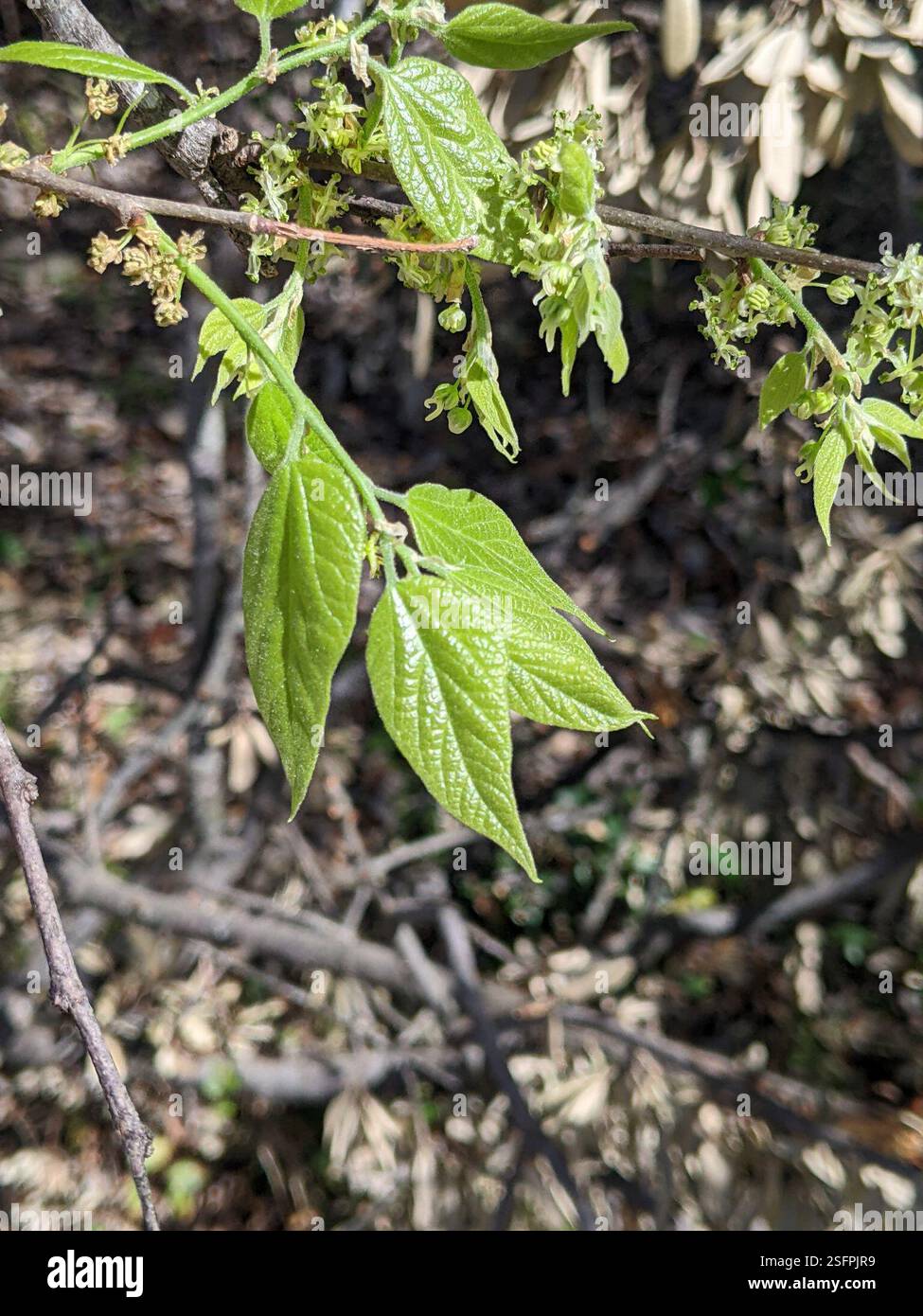 sugar hackberry (Celtis laevigata), Plantae, Chestnut, Austin, TX, USA ...