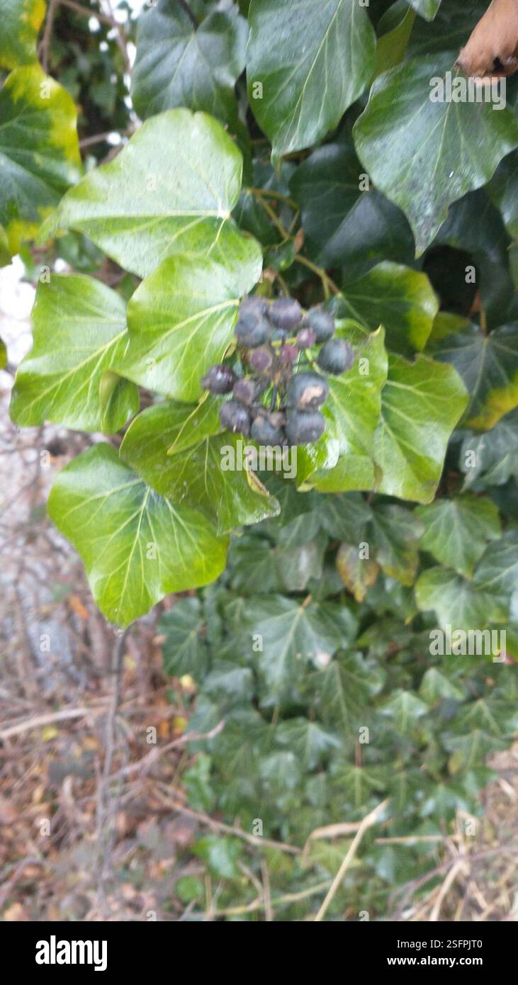 common ivy (Hedera helix), Plantae, Staffordshire, England, GB Stock ...