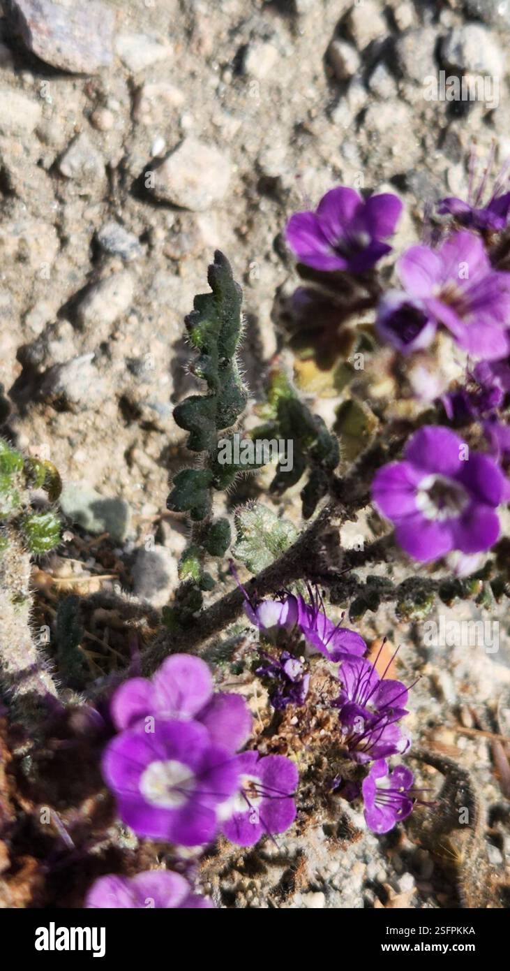 Notch-leaf Scorpionweed (Phacelia crenulata), Plantae, Riverside County ...
