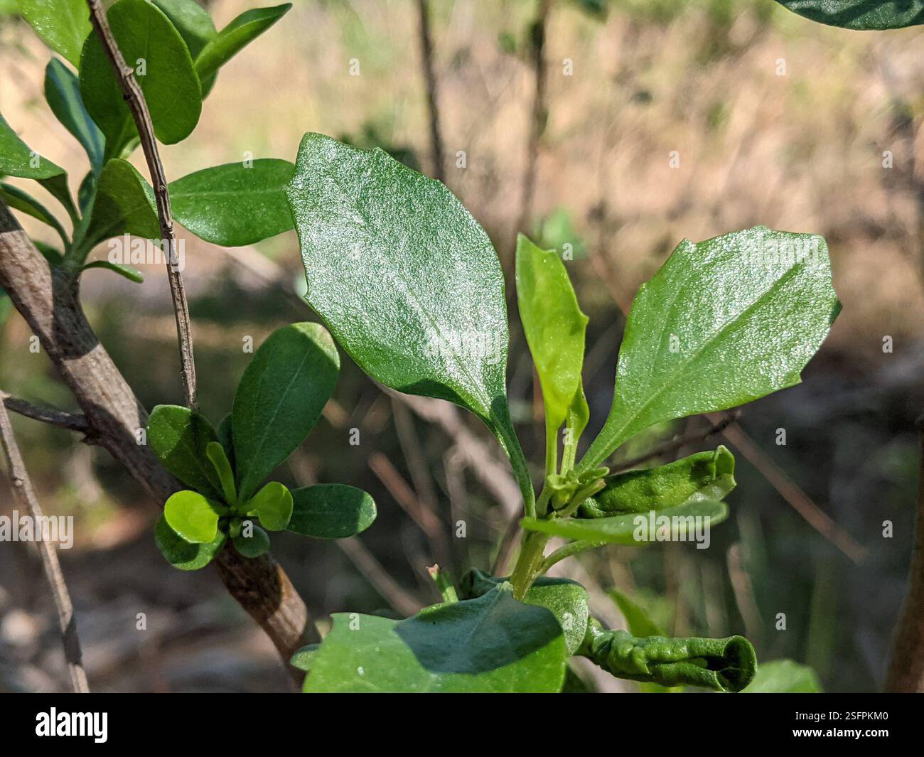 groundsel tree (Baccharis halimifolia), Plantae, Dunedin, FL, USA Stock ...