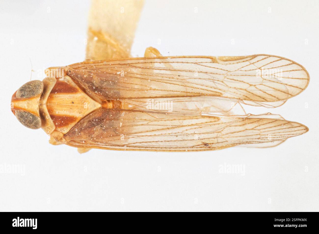 (Haplaxius frontalis), Insecta, Cuernavaca, Morelos, Mexico ...