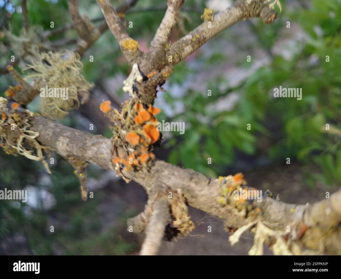 Golden-eye Lichen (Teloschistes chrysophthalmus), Fungi, Paine ...