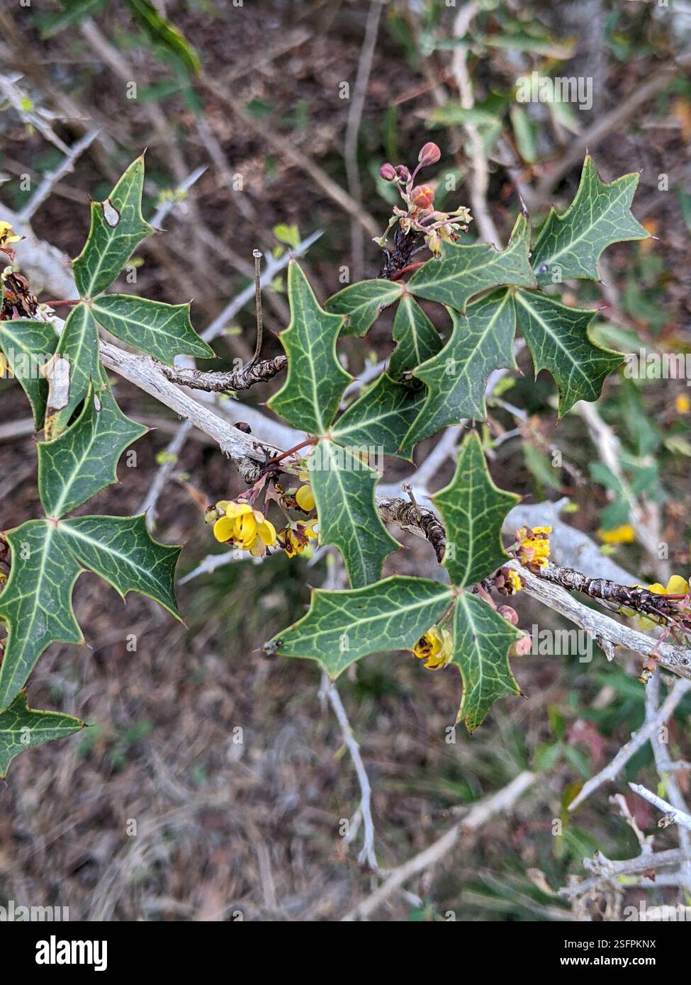 Agarita (Berberis trifoliolata), Plantae, Garfield, TX, USA Stock Photo ...