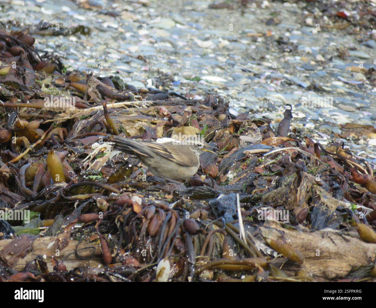 Buff-winged Cinclodes (Cinclodes fuscus), Aves, Ushuaia, Tierra del ...