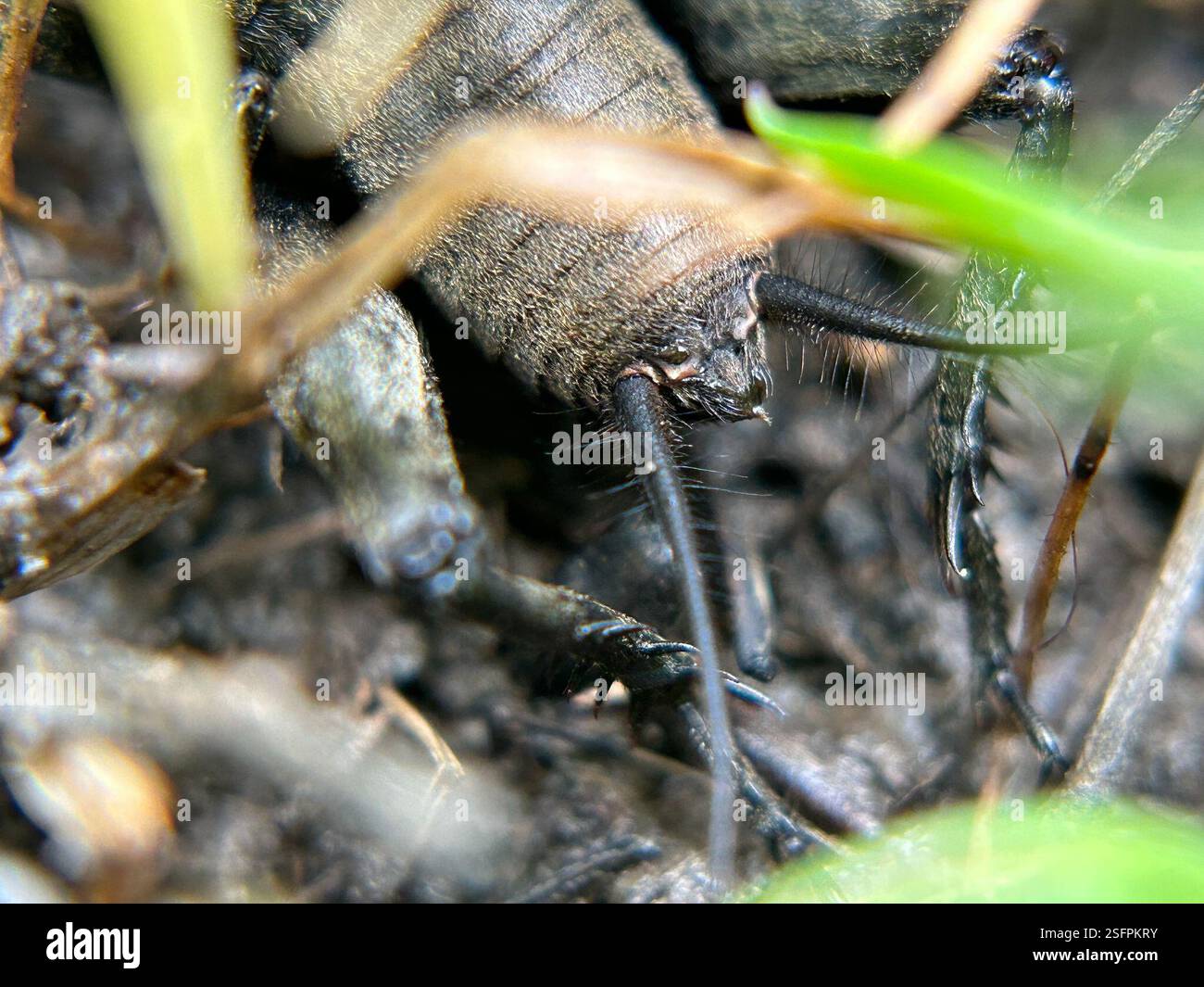 Western Rock-loving Field Cricket (Gryllus saxatilis), Insecta, Camp ...