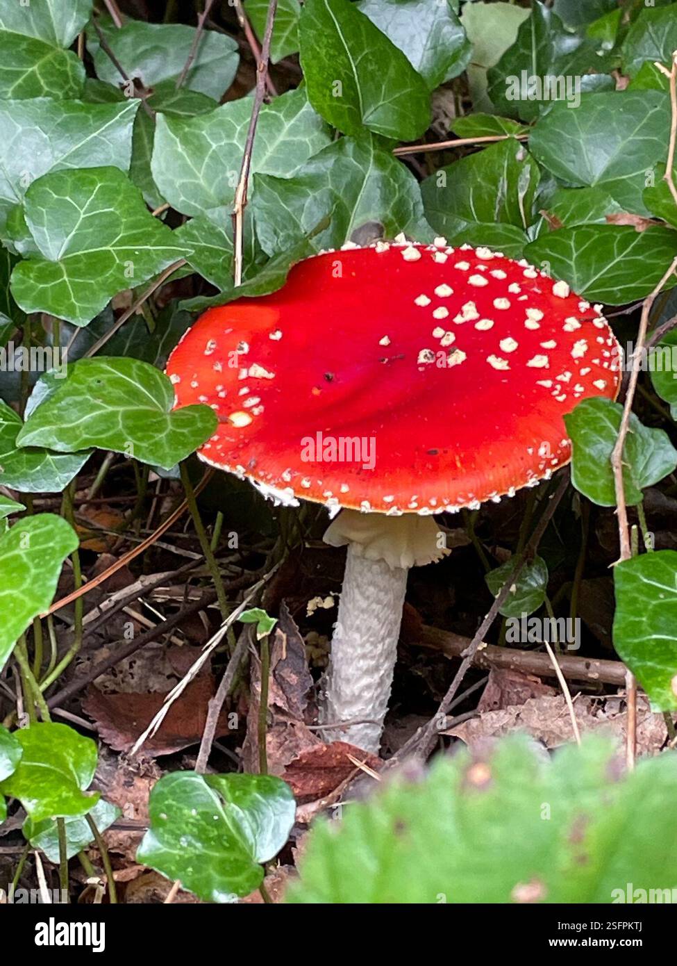 Fly Agaric (Amanita muscaria), Fungi, Tehidy Country Park Cafe ...