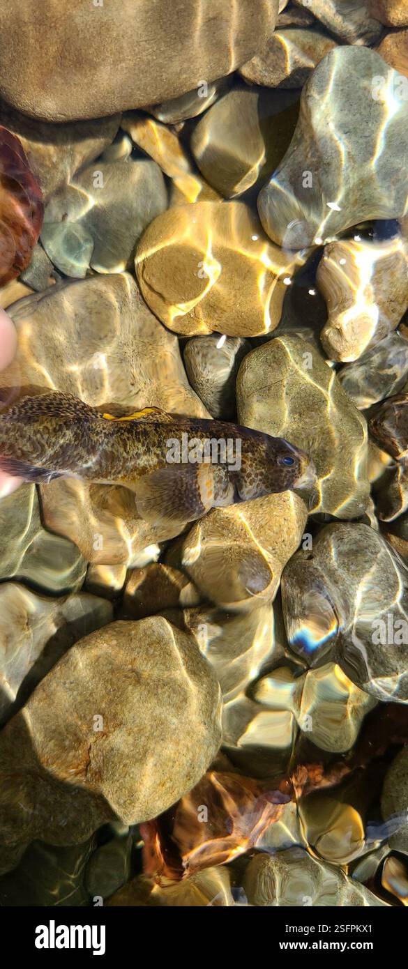 Upland bully (Gobiomorphus breviceps), Actinopterygii, Ashburton, NZ-CA ...