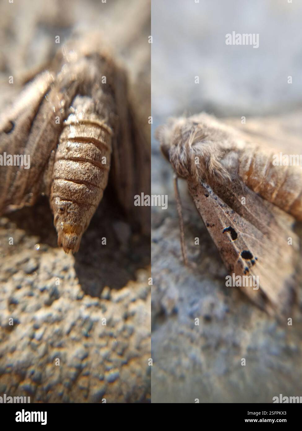 Black-spot Chestnut (Conistra rubiginosa), Insecta, 23010 Villapinta SO ...