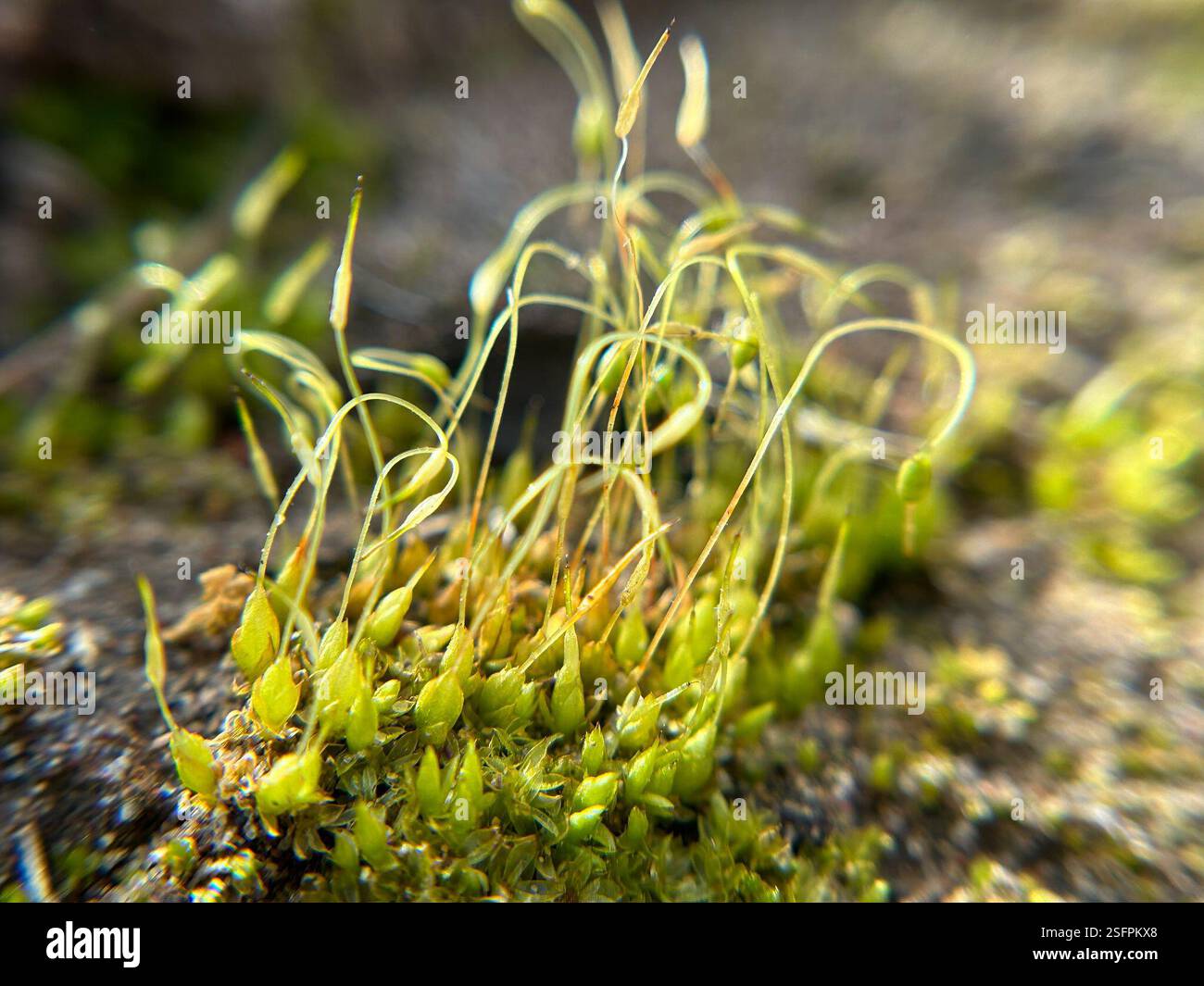 Bonfire moss (Funaria hygrometrica), Plantae, Monaña de Oro State Park ...