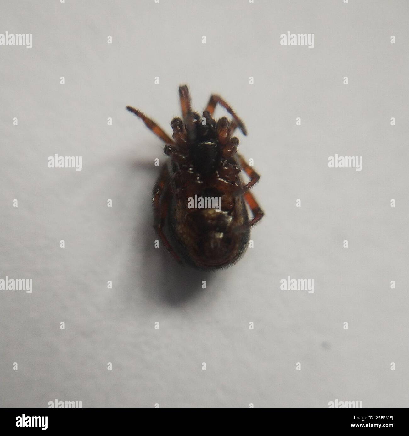 Rabbit Hutch Spider (Steatoda bipunctata), Arachnida, 1137 Pancharevo ...