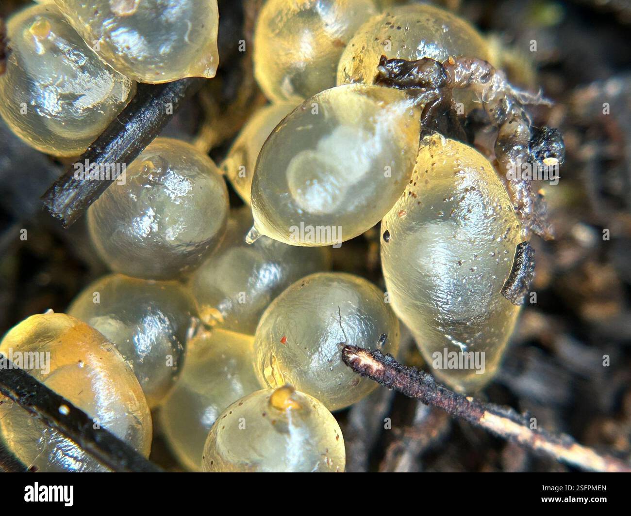 Common Land Snails and Slugs (Stylommatophora), Mollusca, Morro Bay ...