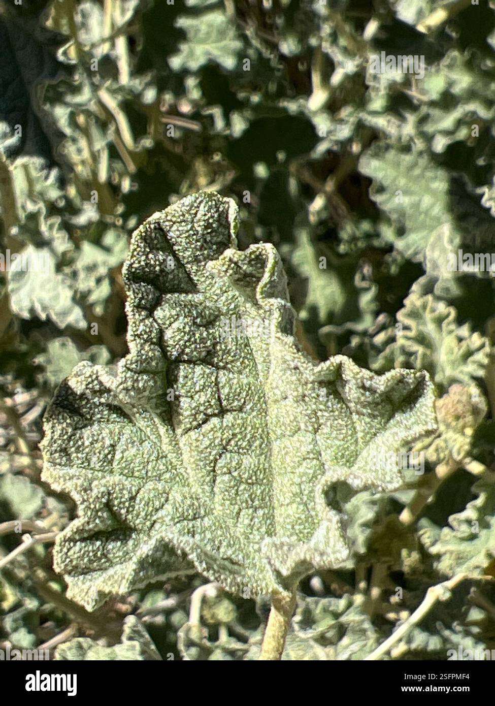 apricot mallow (Sphaeralcea ambigua), Plantae, Anza-Borrego Desert ...
