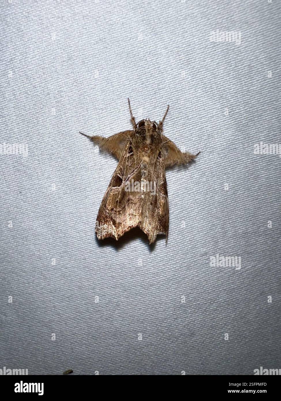 Florida Fern Moth (Callopistria floridensis), Insecta, Saint Lucia ...