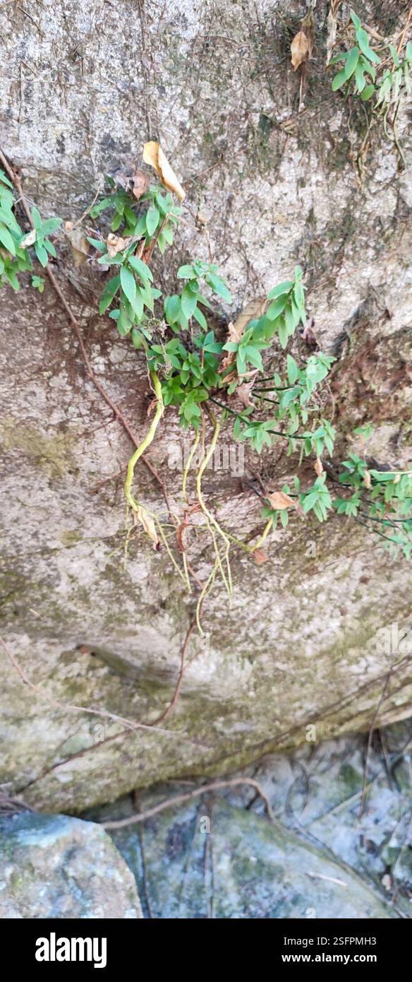 radiator plants (Peperomia), Plantae, 48259 Jal., México Stock Photo ...
