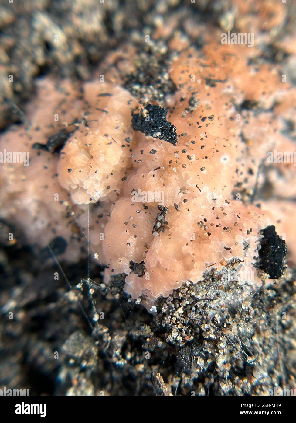 (Pyronema omphalodes), Fungi, Montaña de Oro State Park, Los Osos, CA ...