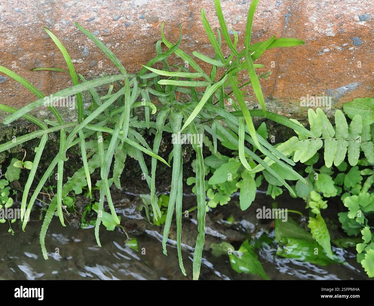 spider brake (Pteris multifida), Plantae, 台灣台中市北區臺中 Stock Photo - Alamy