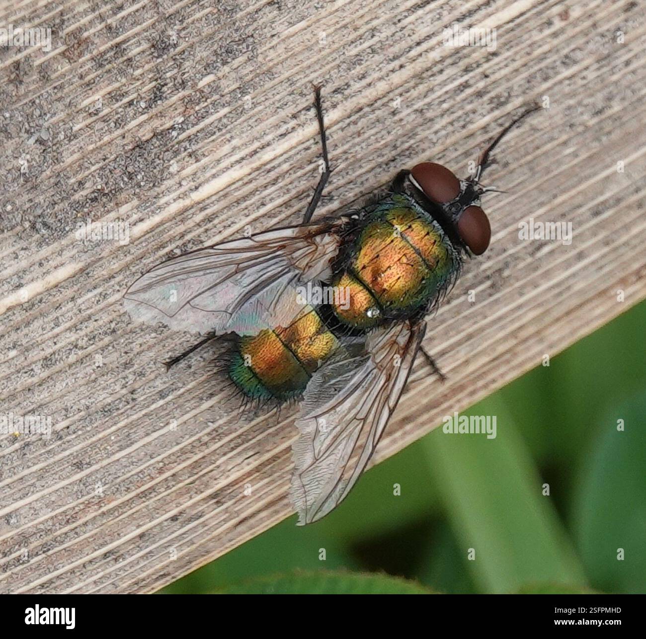 Common European Greenbottle Fly (Lucilia sericata), Insecta, Heathmont ...