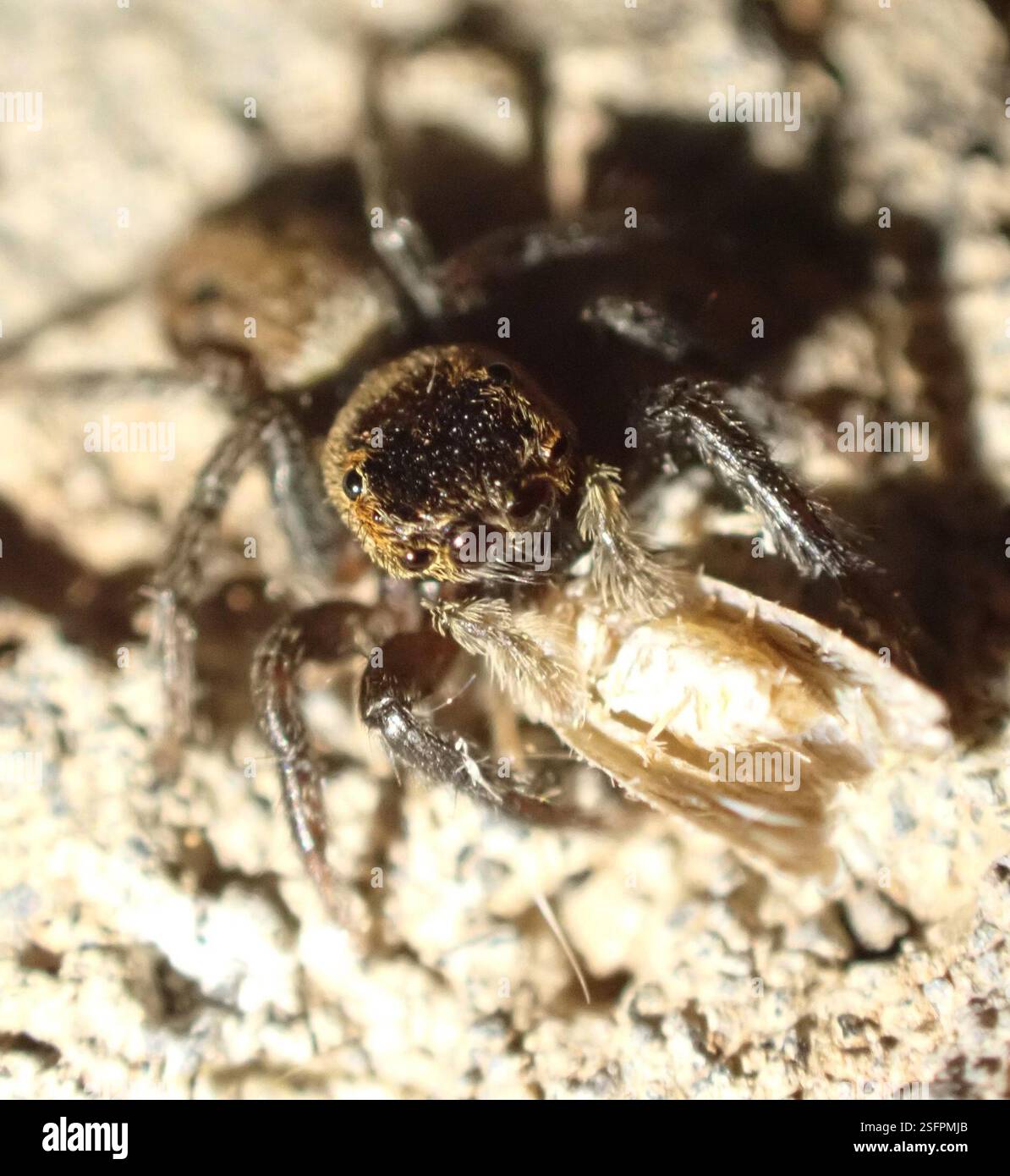 Adanson's House Jumper (Hasarius adansoni), Arachnida, Santo Antão ...