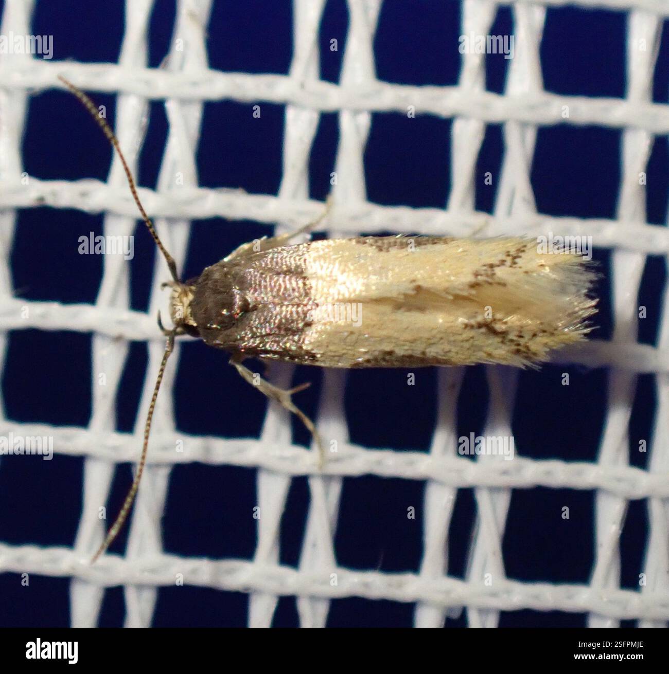 Curved-horn Moths (Gelechioidea), Insecta, Santo Antão, Cape Verde, CV ...